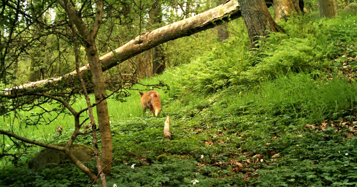 Gybel og Kjeldgaards Plantage